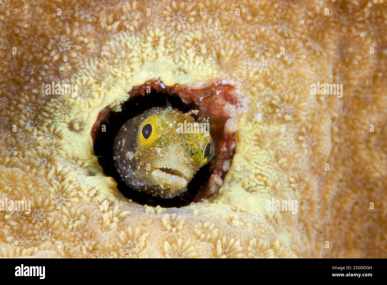 Spinyhead blenny, Acanthemblemaria spinosa, in hard coral, Netherlands ...
