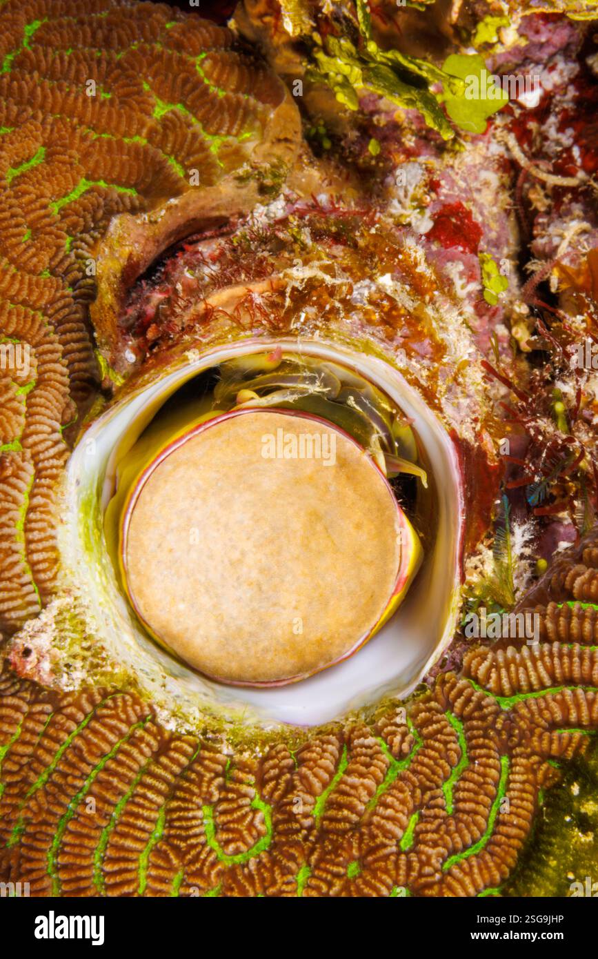 The great coral worm snail, Dendropoma maxima, is a marine gastropod ...