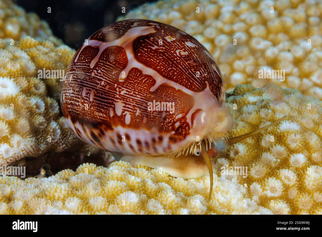 Map Cowry, Leporicypraea mappa, was previously known as Cypraea mappa ...