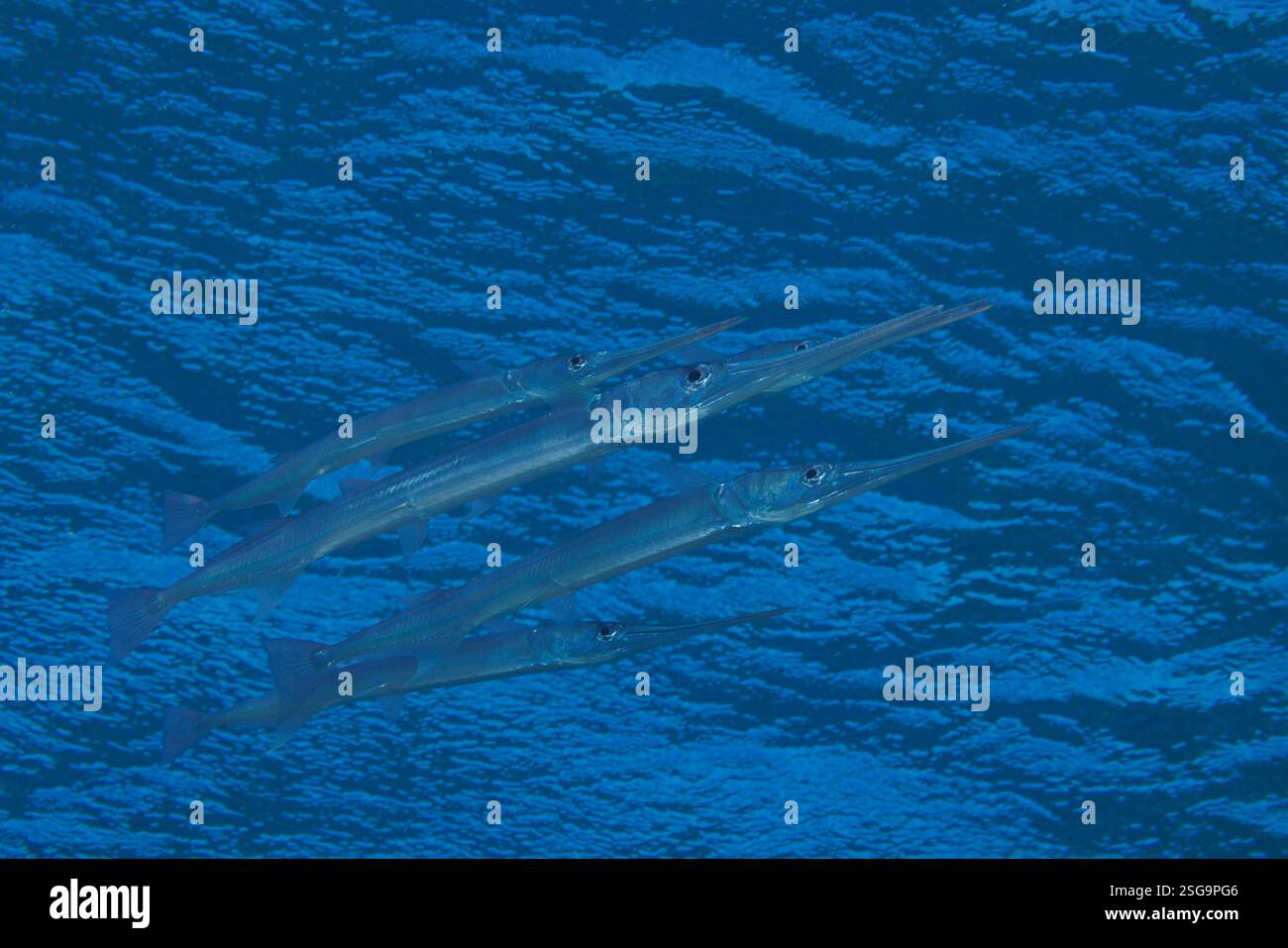 Schooling keeltail needlefish, Platybelone argalus, glide just below ...