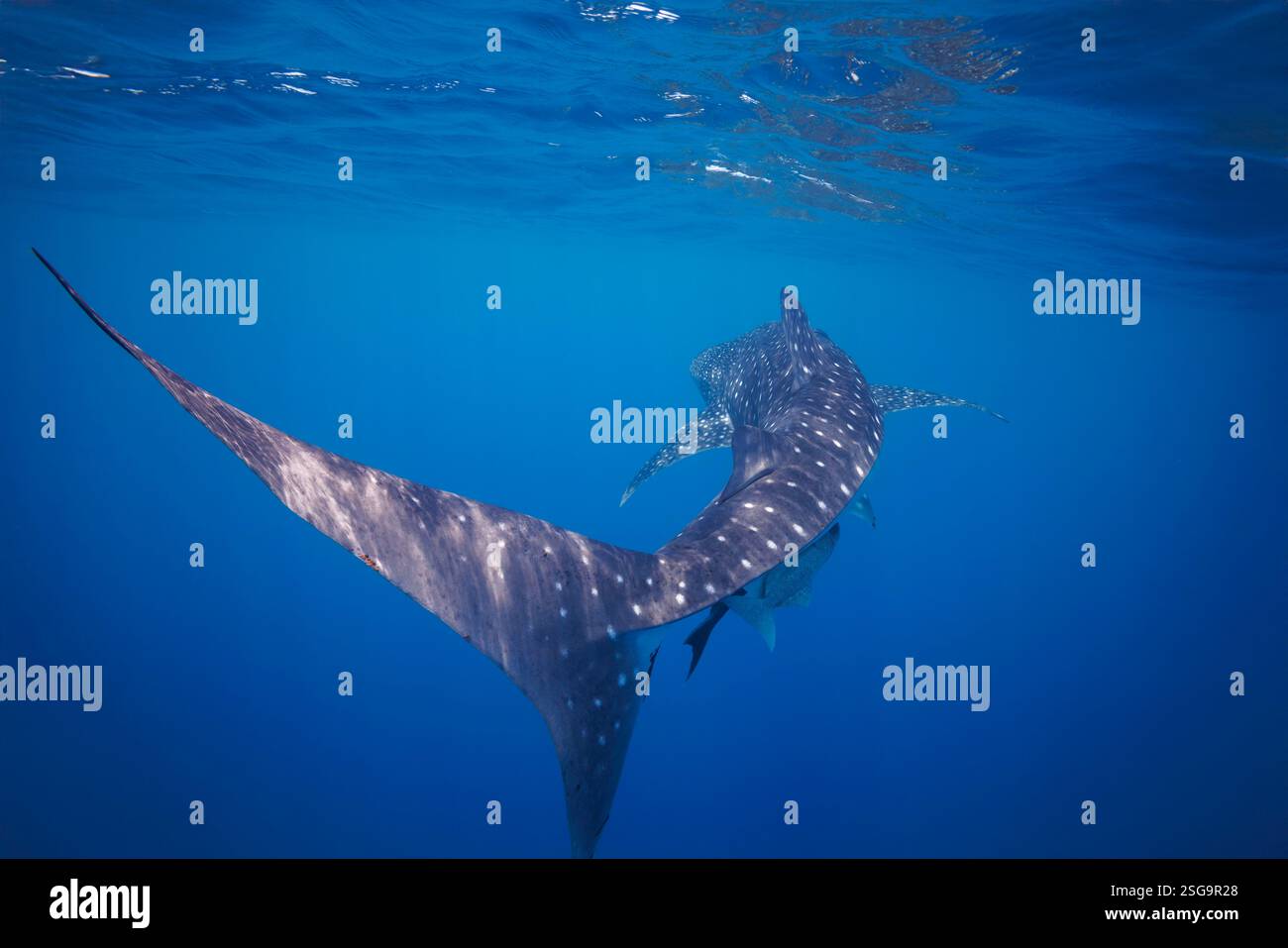 The whale shark, Rhiniodon typus, is the worlds largest species of fish ...