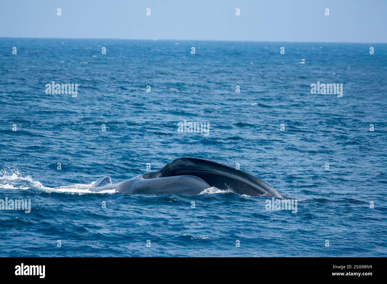 A blue whale, Balaenoptera musculus, lunge feeding at the surface on ...