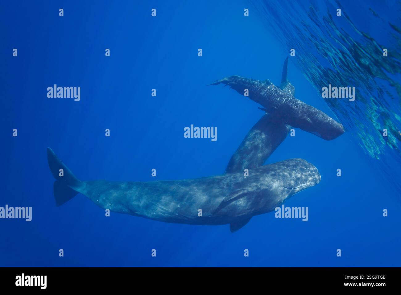 The sperm whale, Physeter macrocephalus, is the largest of all the ...
