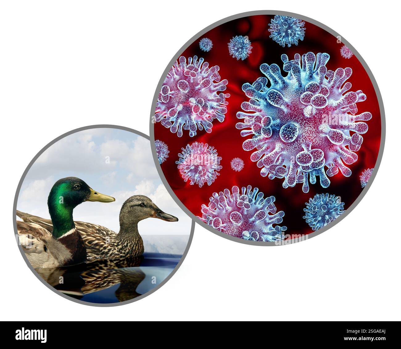 Flu spreading hi-res stock photography and images - Alamy