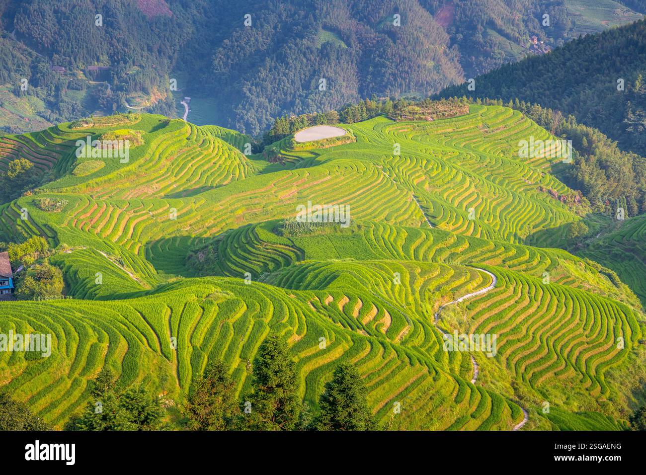 The Longsheng Rice Terraces (Dragon's Backbone) also known as Longji ...