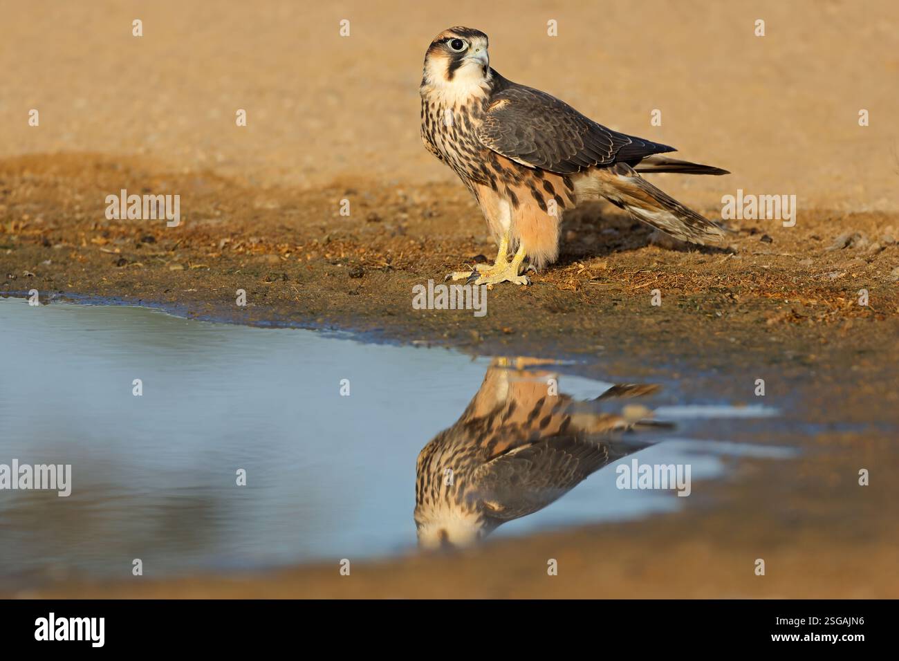 A lanner falcon (Falco biarmicus) at a waterhole, Kalahari desert ...