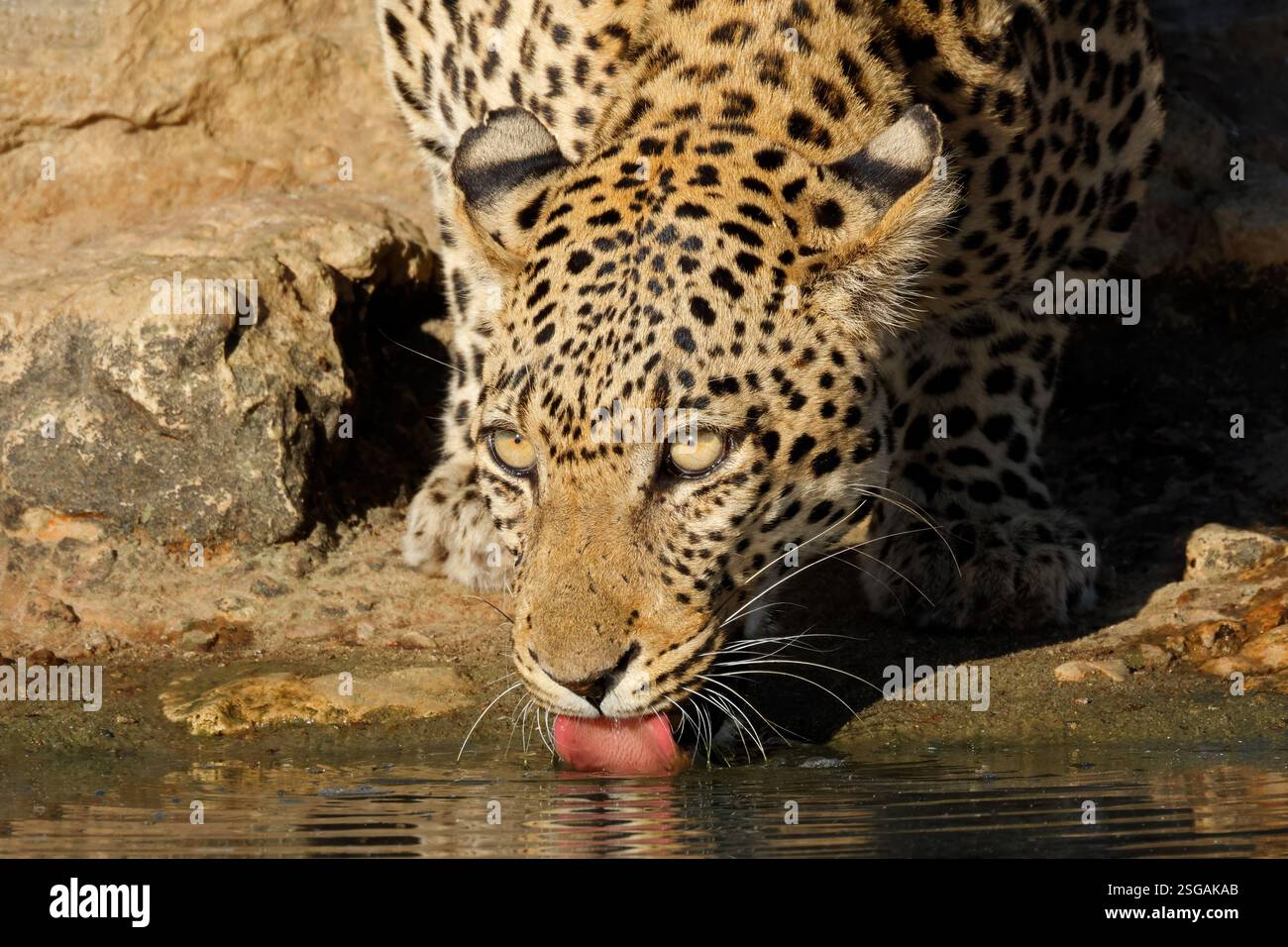 Portrait of a leopard (Panthera pardus) drinking water, Kalahari desert ...