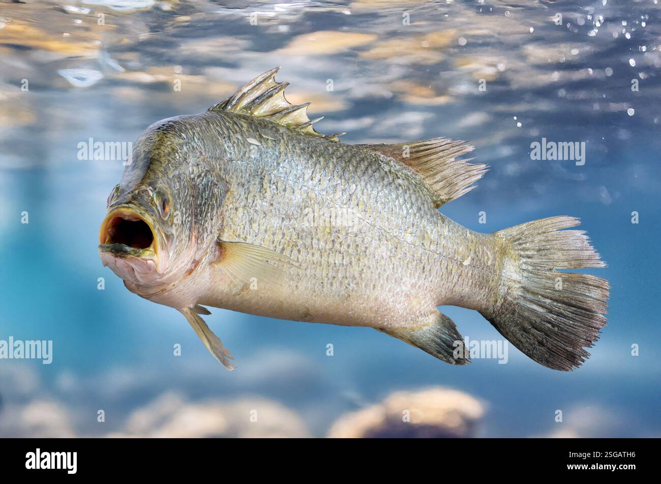 A fish Barramundi (Lates calcarifer), known as Asian sea bass is swims ...