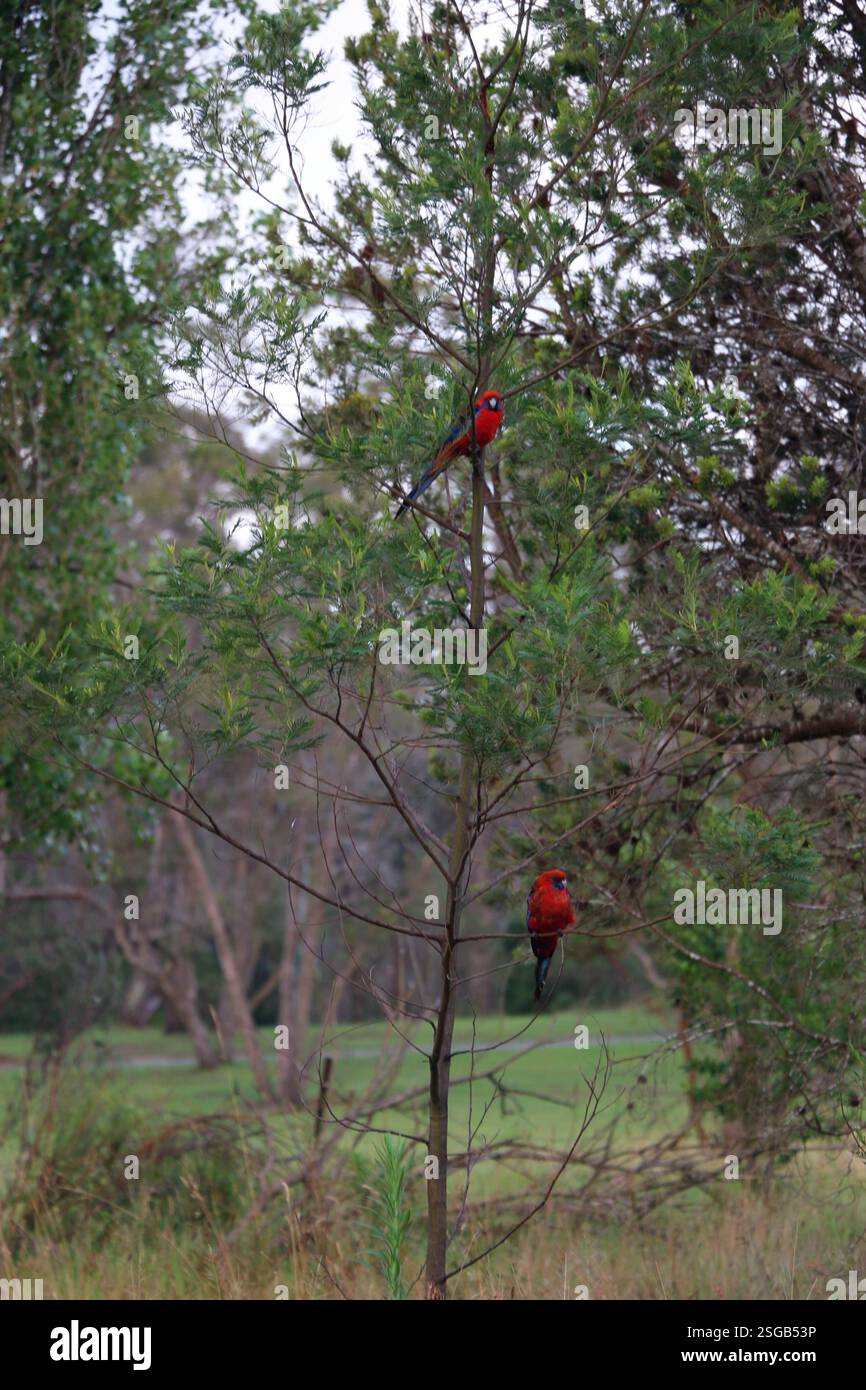 Pair of Australian crimson rosella with bright red head and beautiful ...