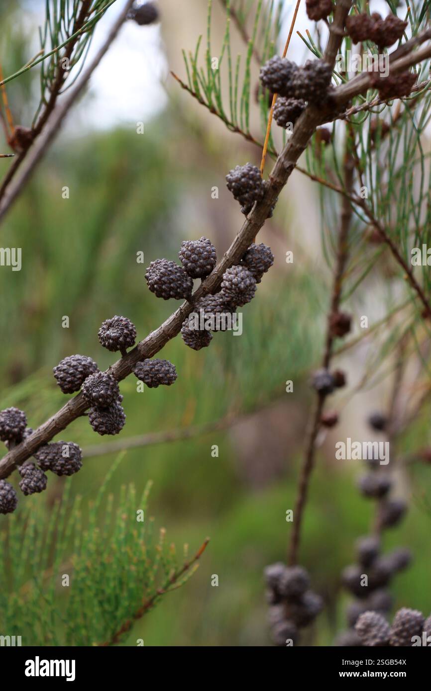 Clusters of brown seed pods on a branch, casuarina, also known as ...