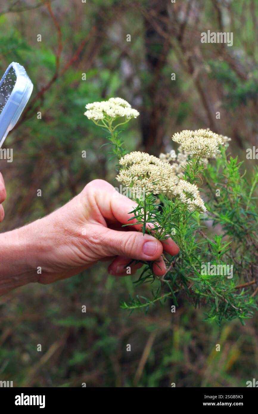 A woman takes a photo of Australian Ozothamnus Diosmifolius flowers ...