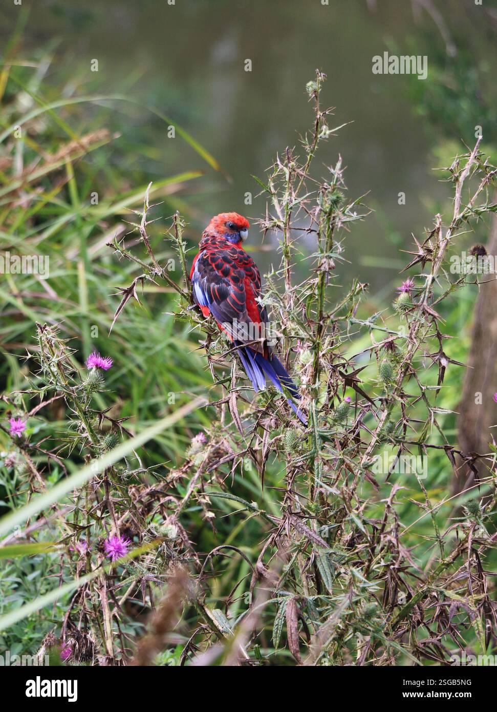 Australian crimson rosella with bright red head and beautiful feathers ...