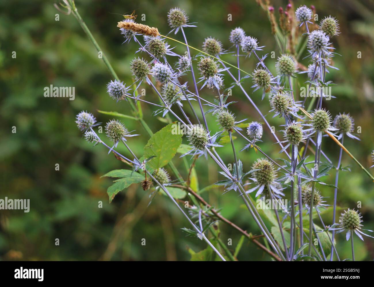 Beautiful, spiky Eryngium Blue Star Holly flowers discovered on a bush ...