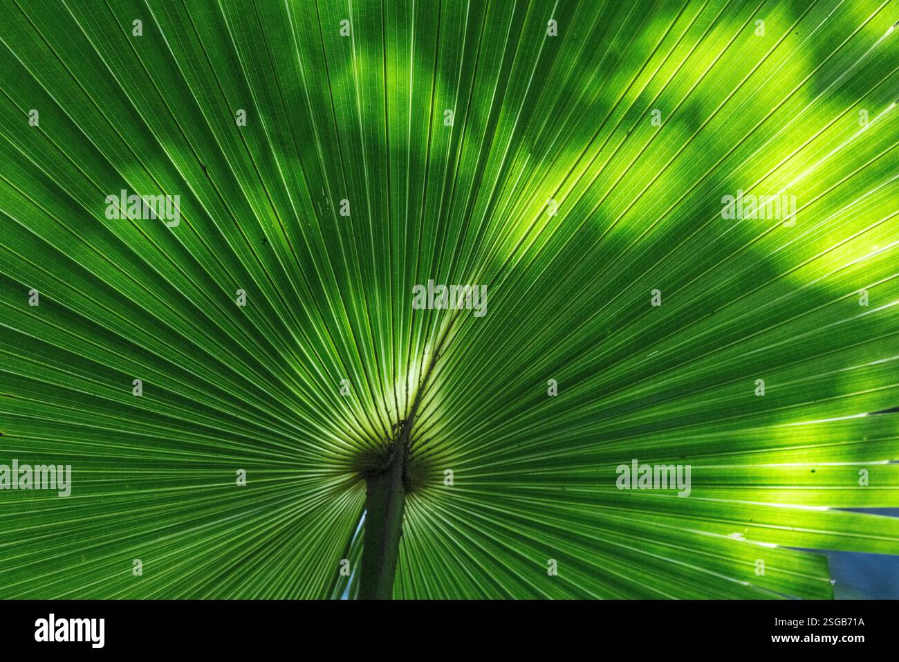 Australian Cabbage-tree Palm frond growing in east coast rainforest ...