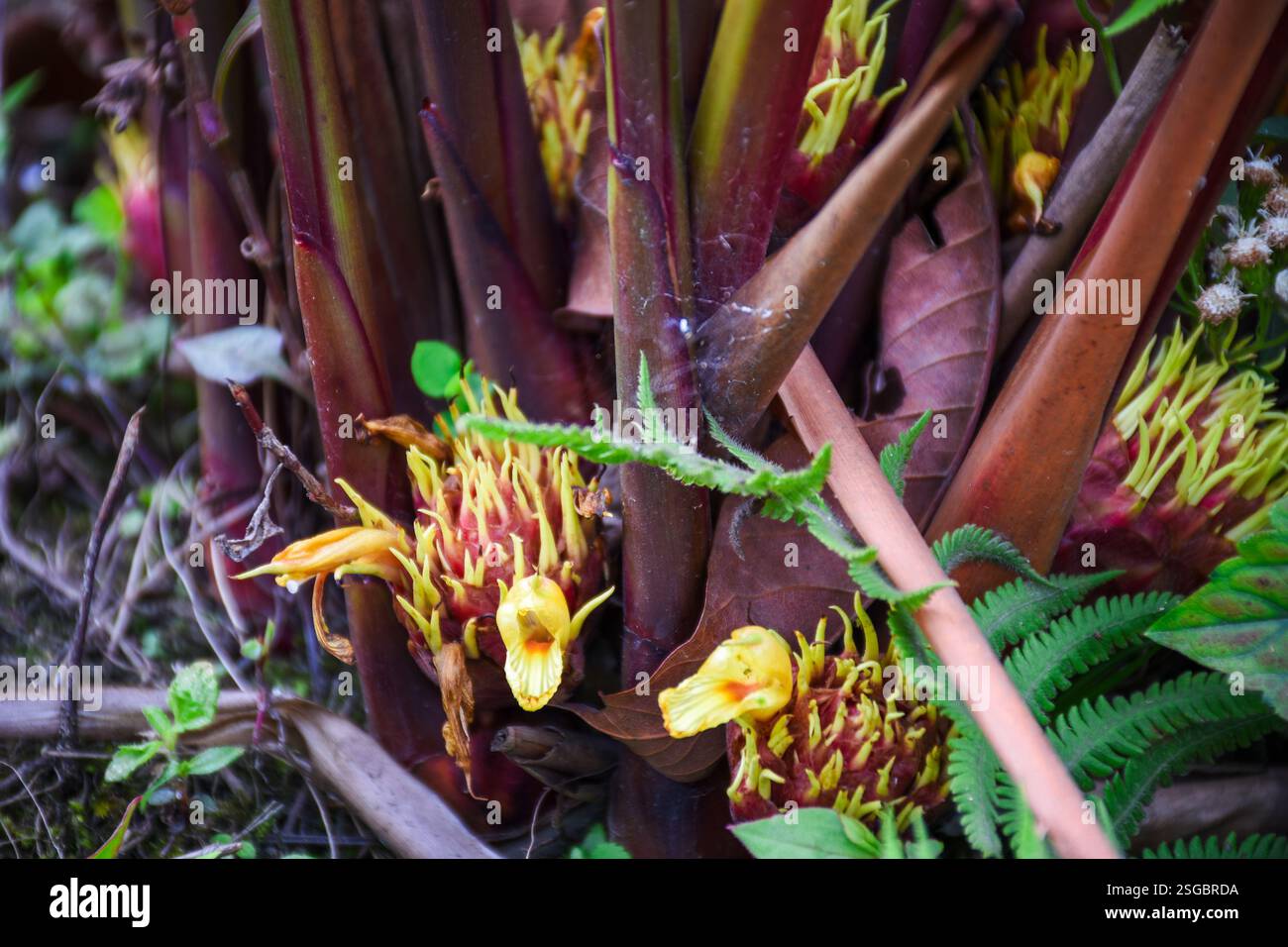 Amomum subulatum, known as large cardamom, Yellow flowers at the base ...