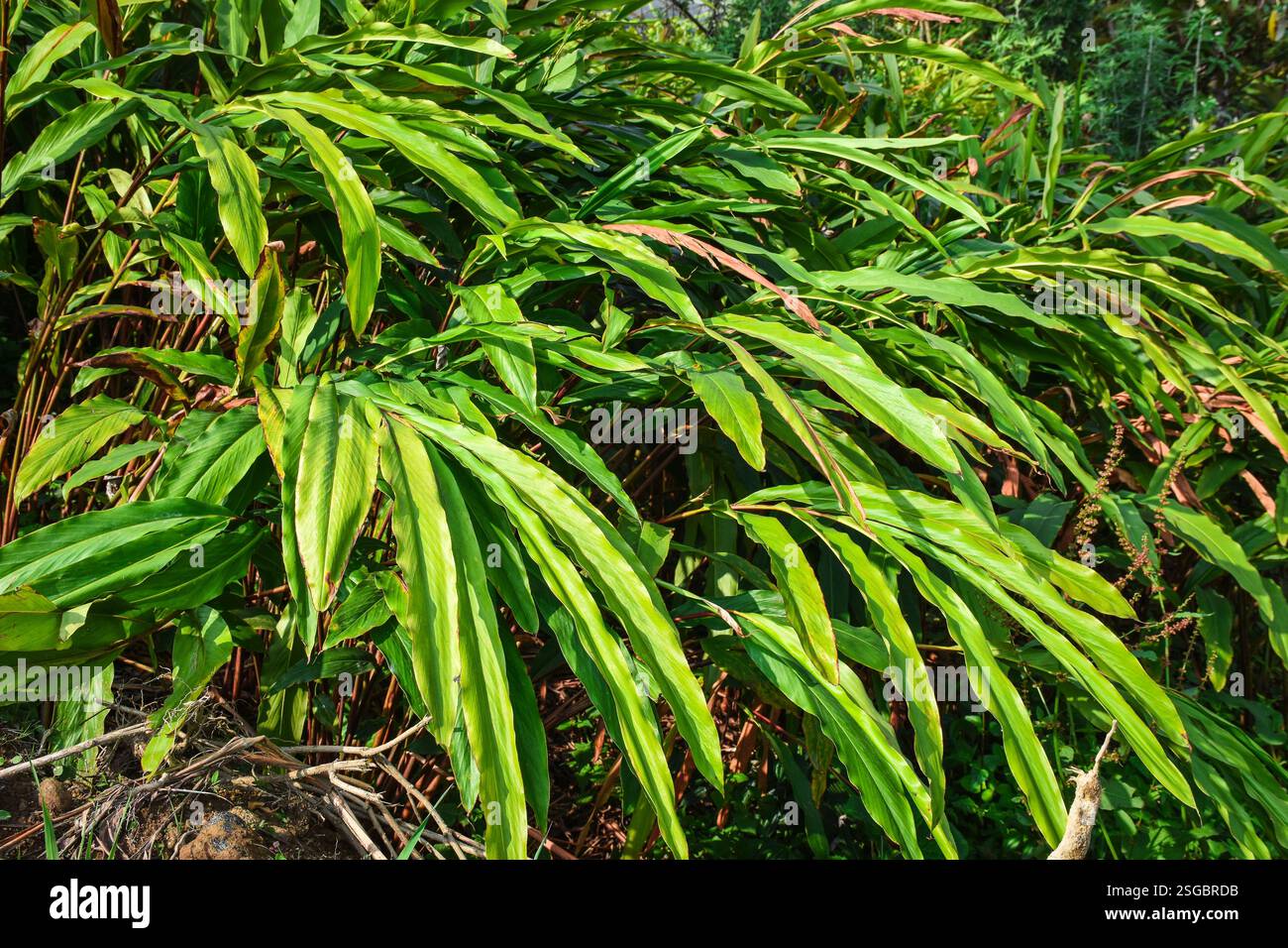 Cultivation of Amomum Subulatum, known as large cardamom Stock Photo ...