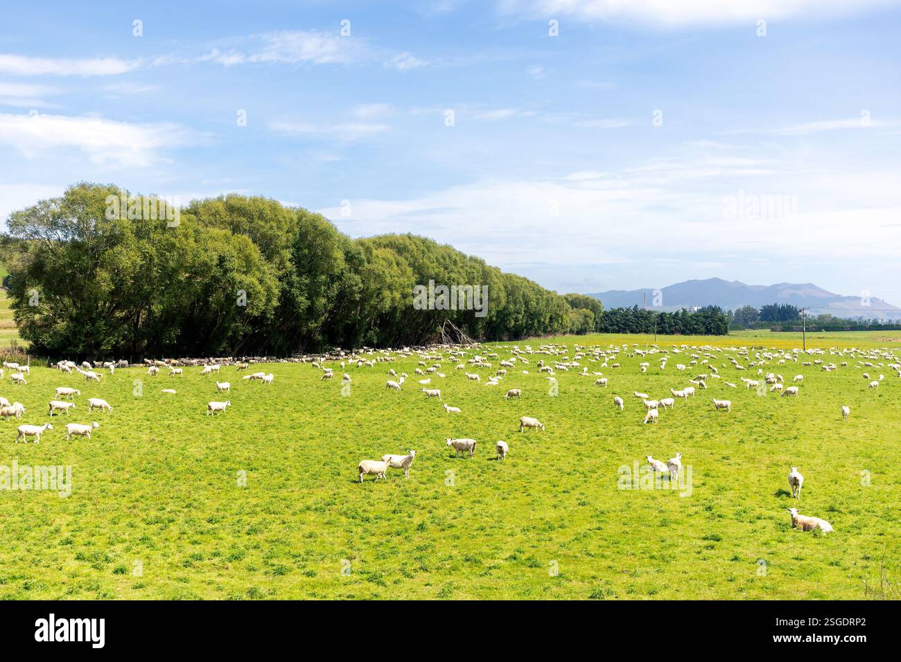 Gore farm sheep hi-res stock photography and images - Alamy