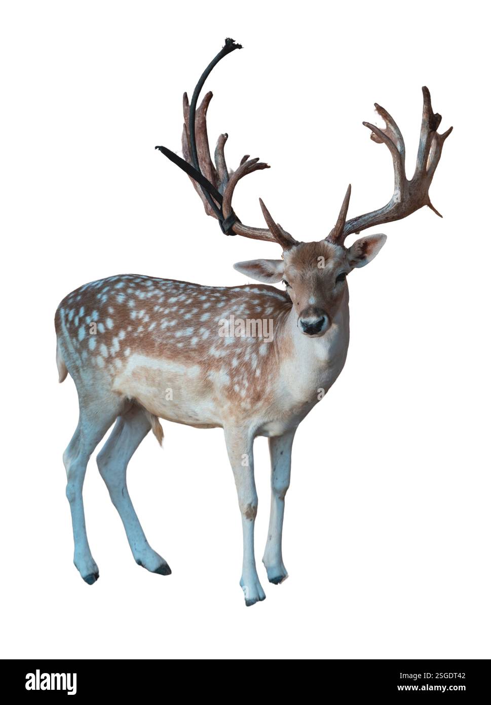 Red deer fawn horned isolated on white, Cervus elaphus with antlers and ...