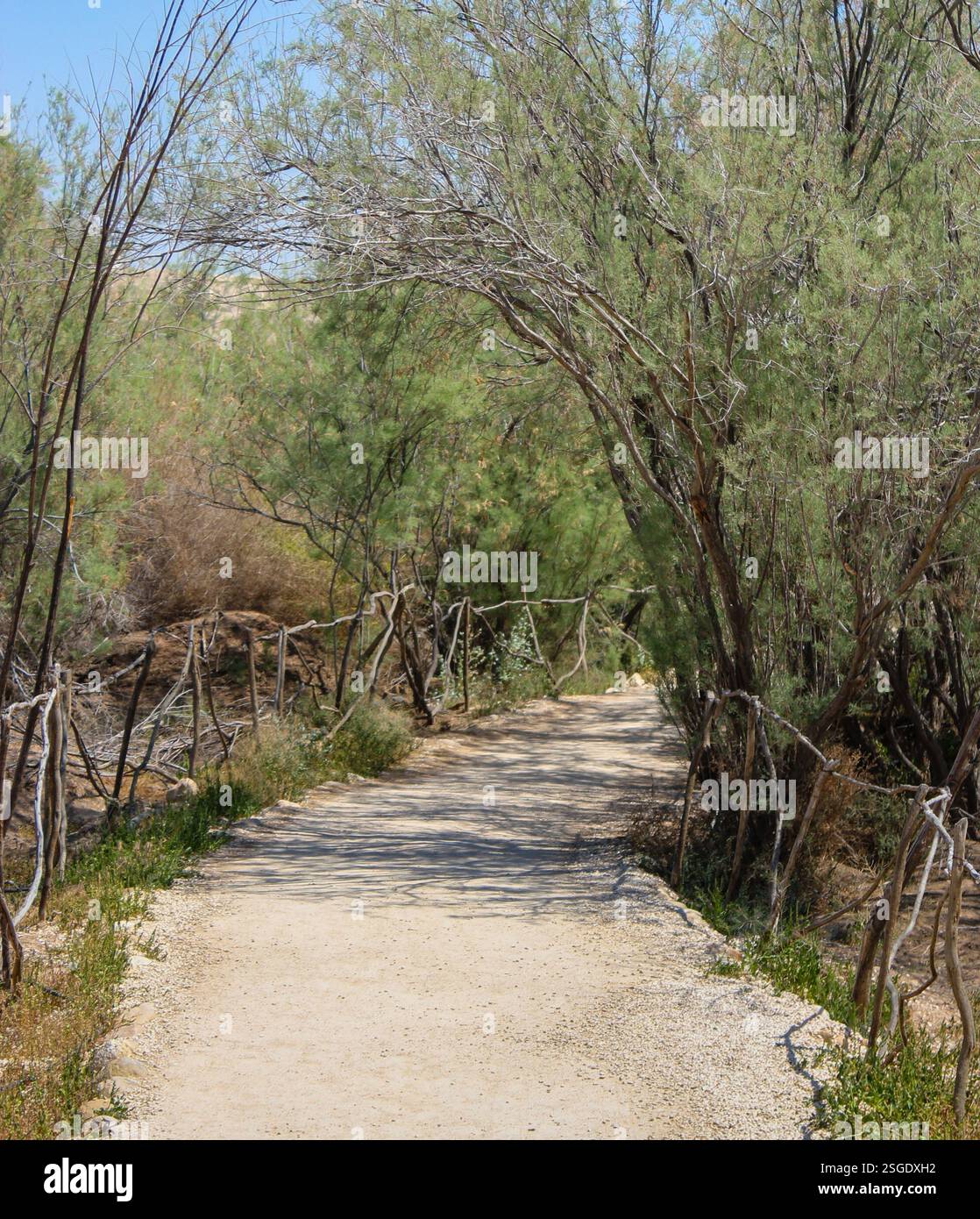 A tranquil pathway lined with trees and foliage, inviting a peaceful ...