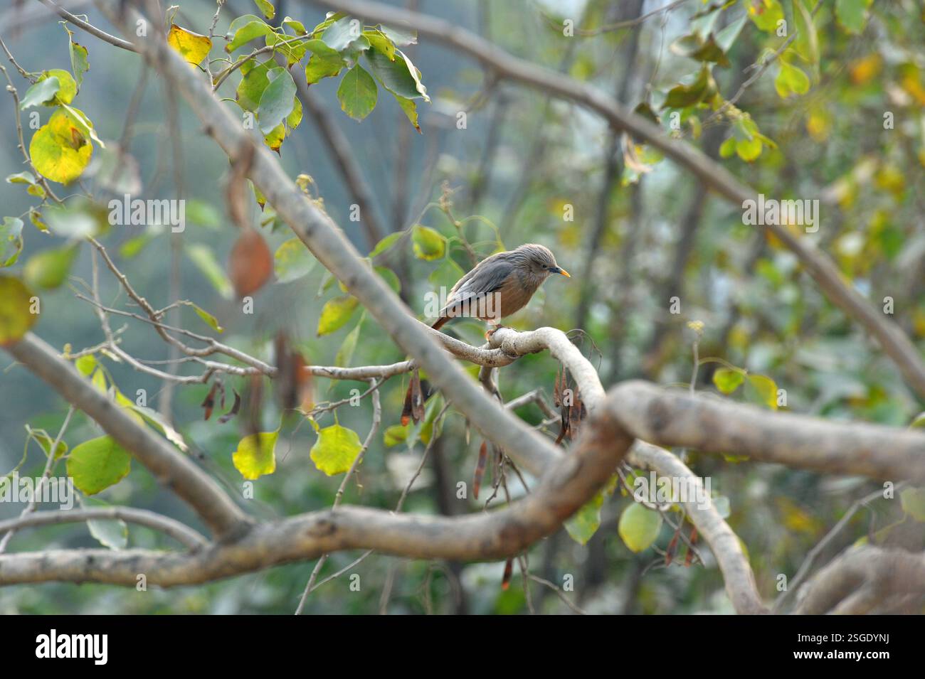 Siliguri, West Bengal, India. 10th Feb, 2025. Chestnut-tailed starling ...