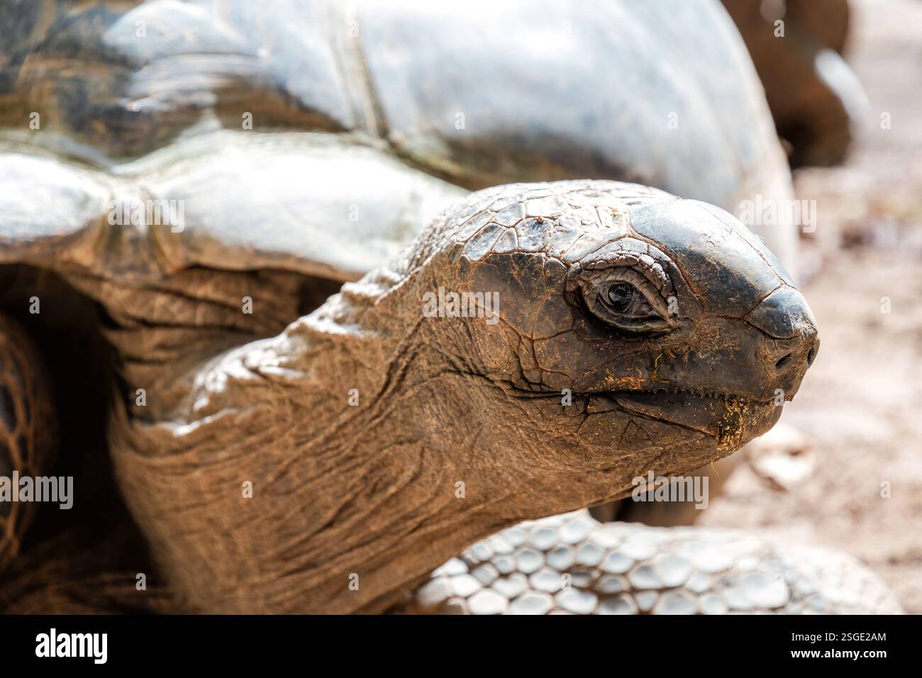 A detailed close-up of an Aldabra giant tortoise's head, showcasing its ...