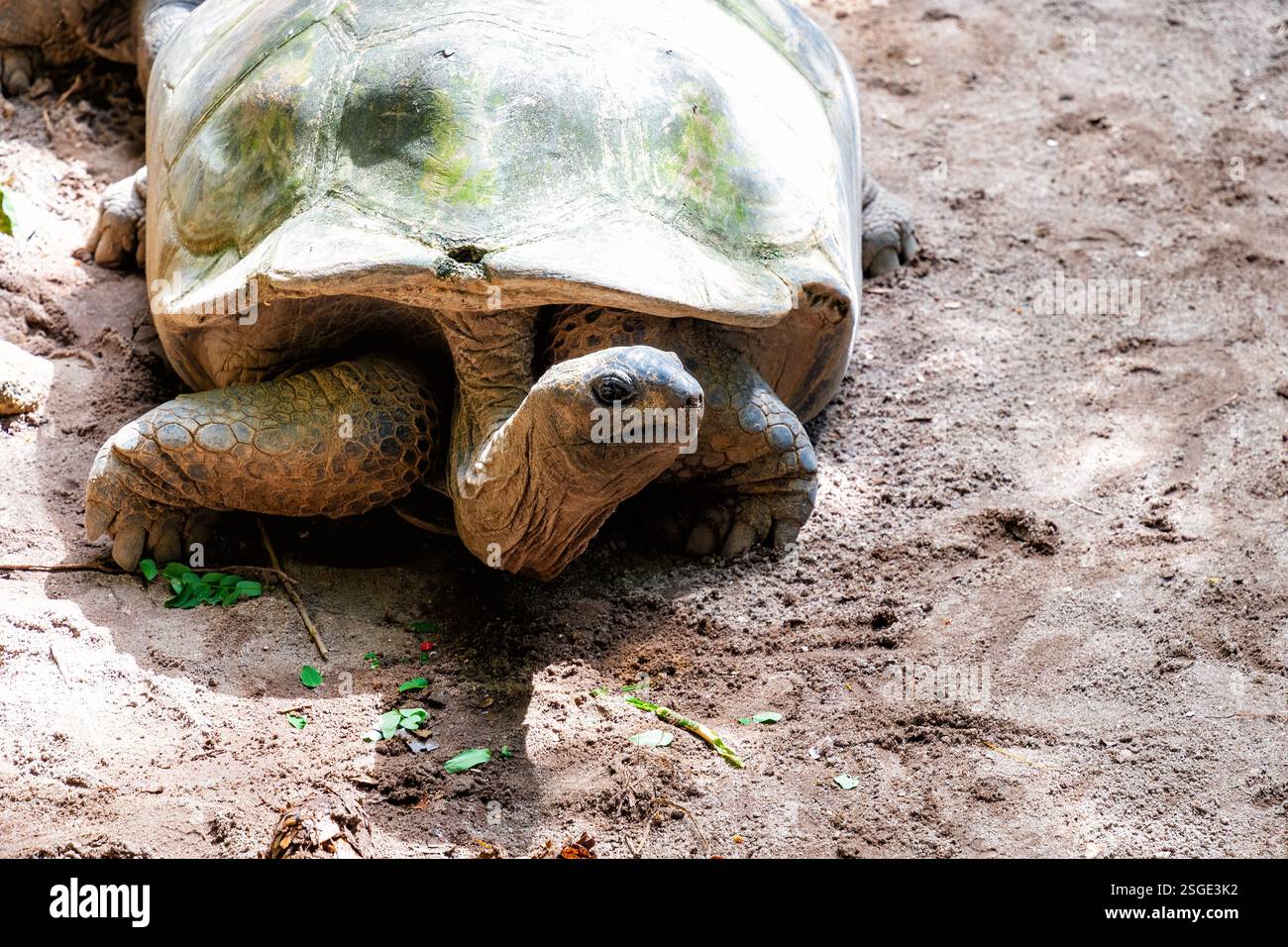 A large giant tortoise slowly makes its way across a sandy ground. Its ...
