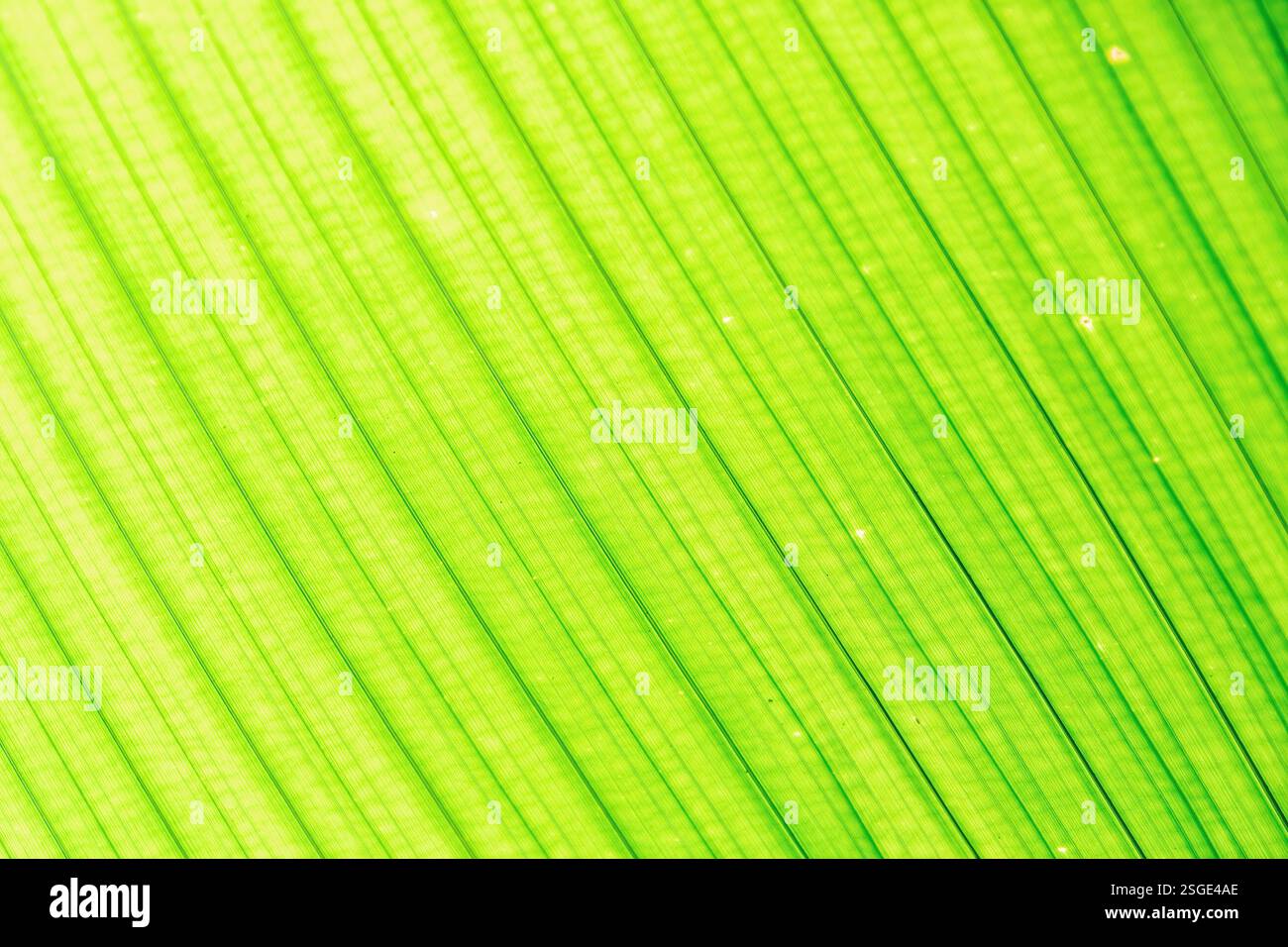 Close-up shot of a bright green leaf, showcasing its parallel veins and ...