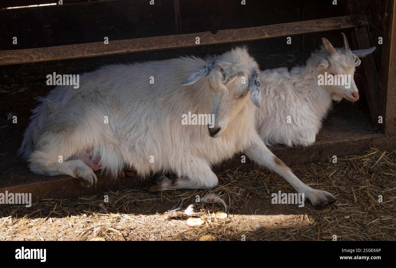 life on the farm. two white Capra hircus lie in the shade. Domestic ...