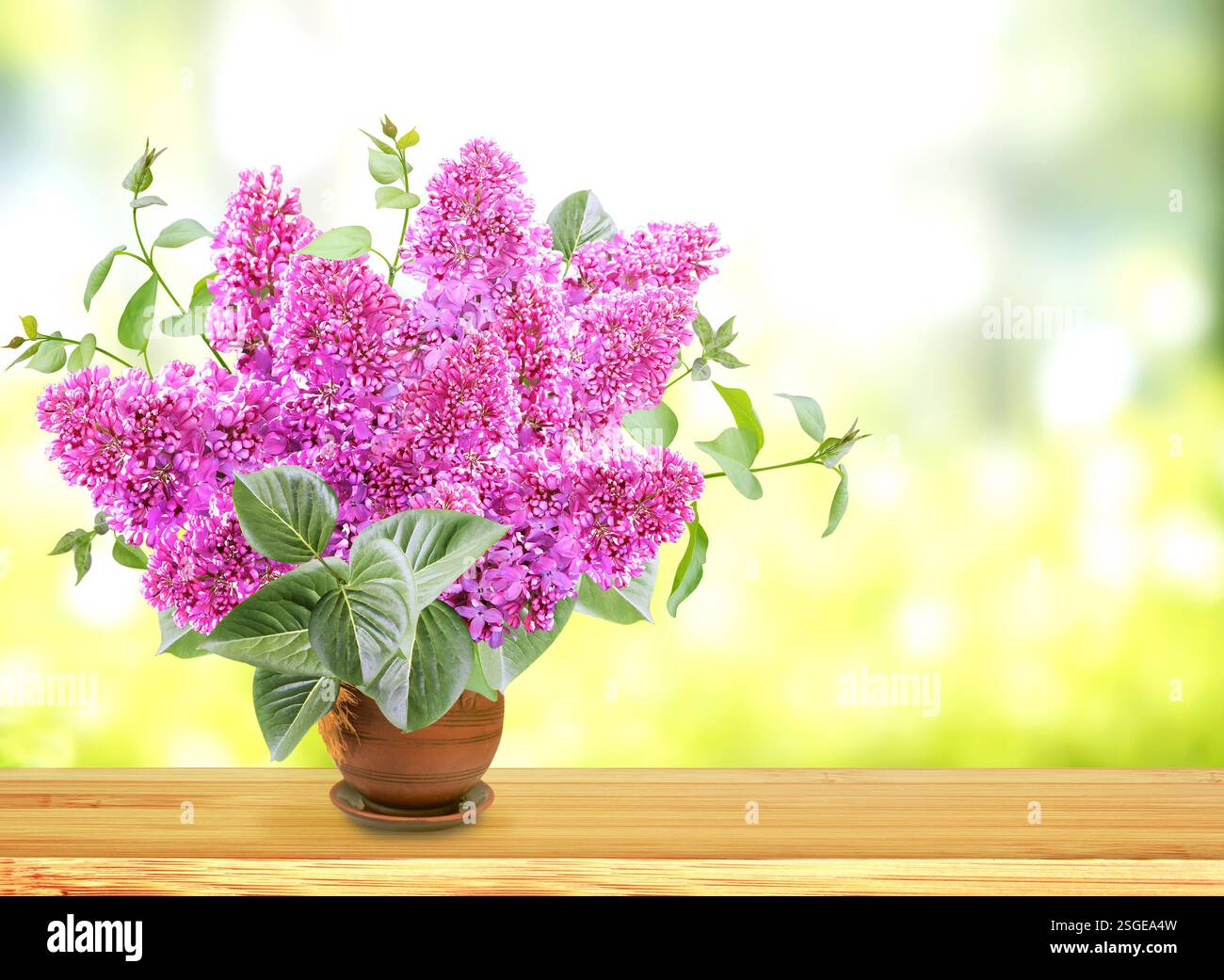 Bouquet of Lilac with flowers of maroon color and leaves in clay pot on ...
