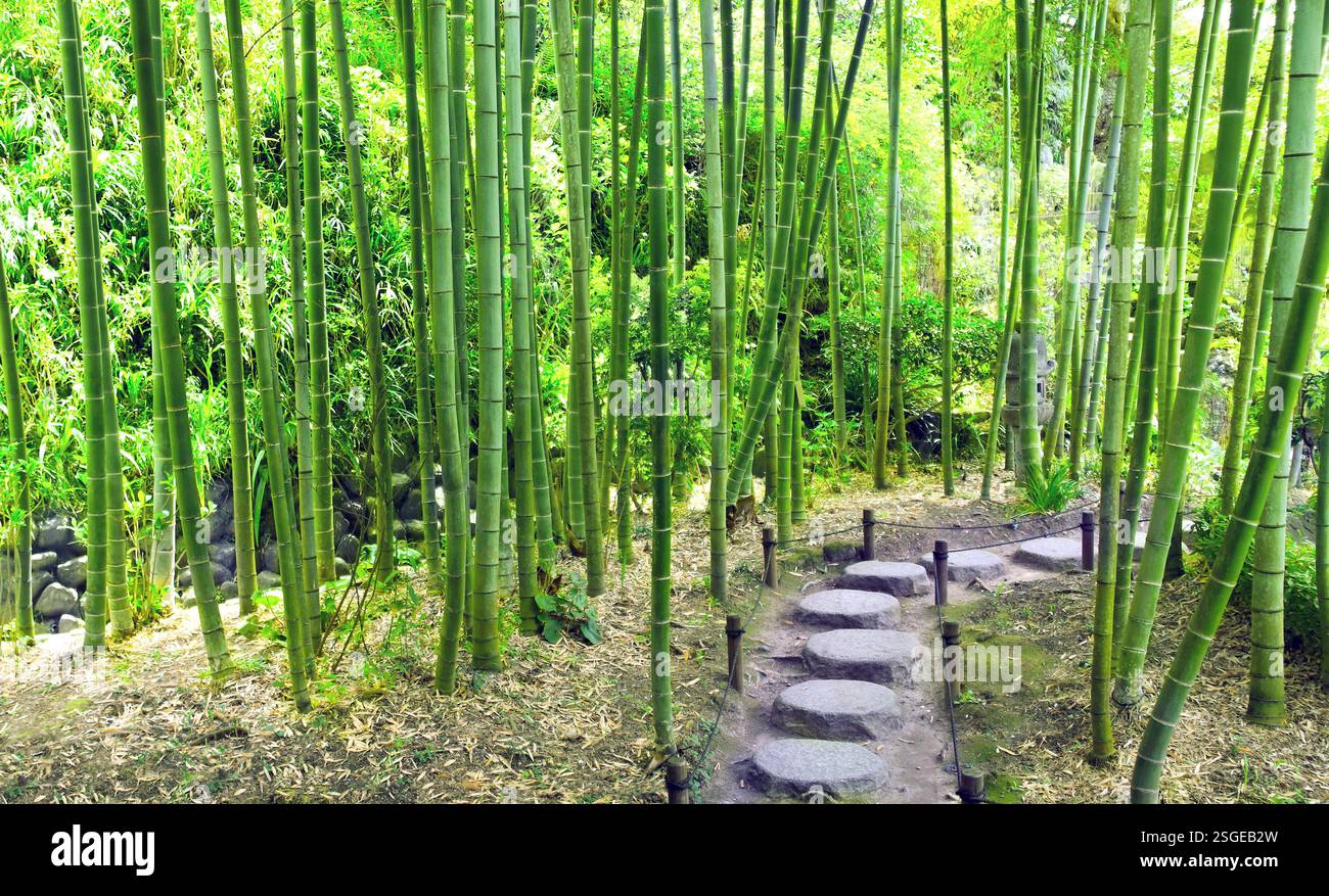 Stone footpath in bamboo garden, Hasedera temple, Kamakura, Japan, Asia ...