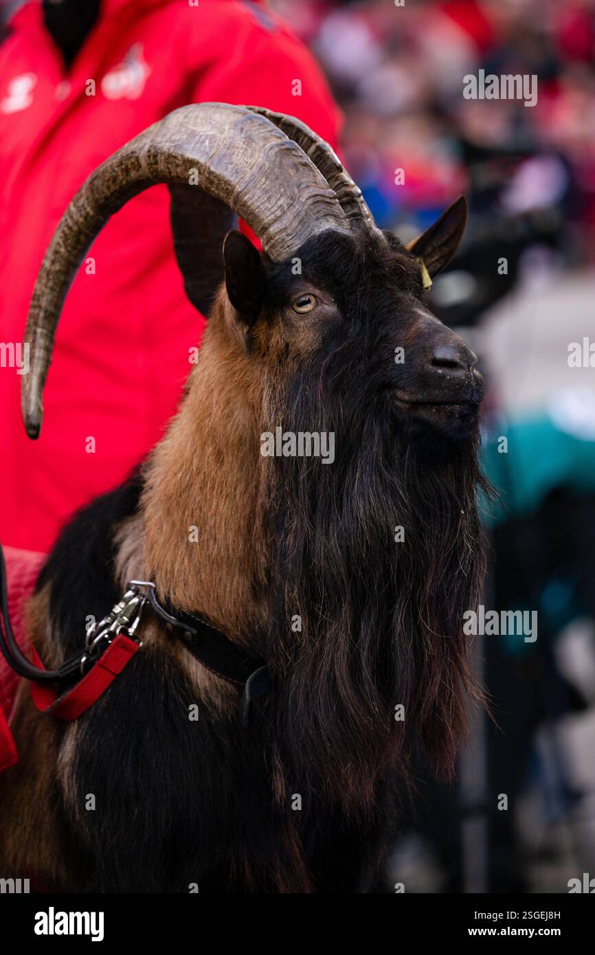Cologne, Germany. 09th Feb, 2025. Soccer: Bundesliga 2, 1. FC Köln - FC ...