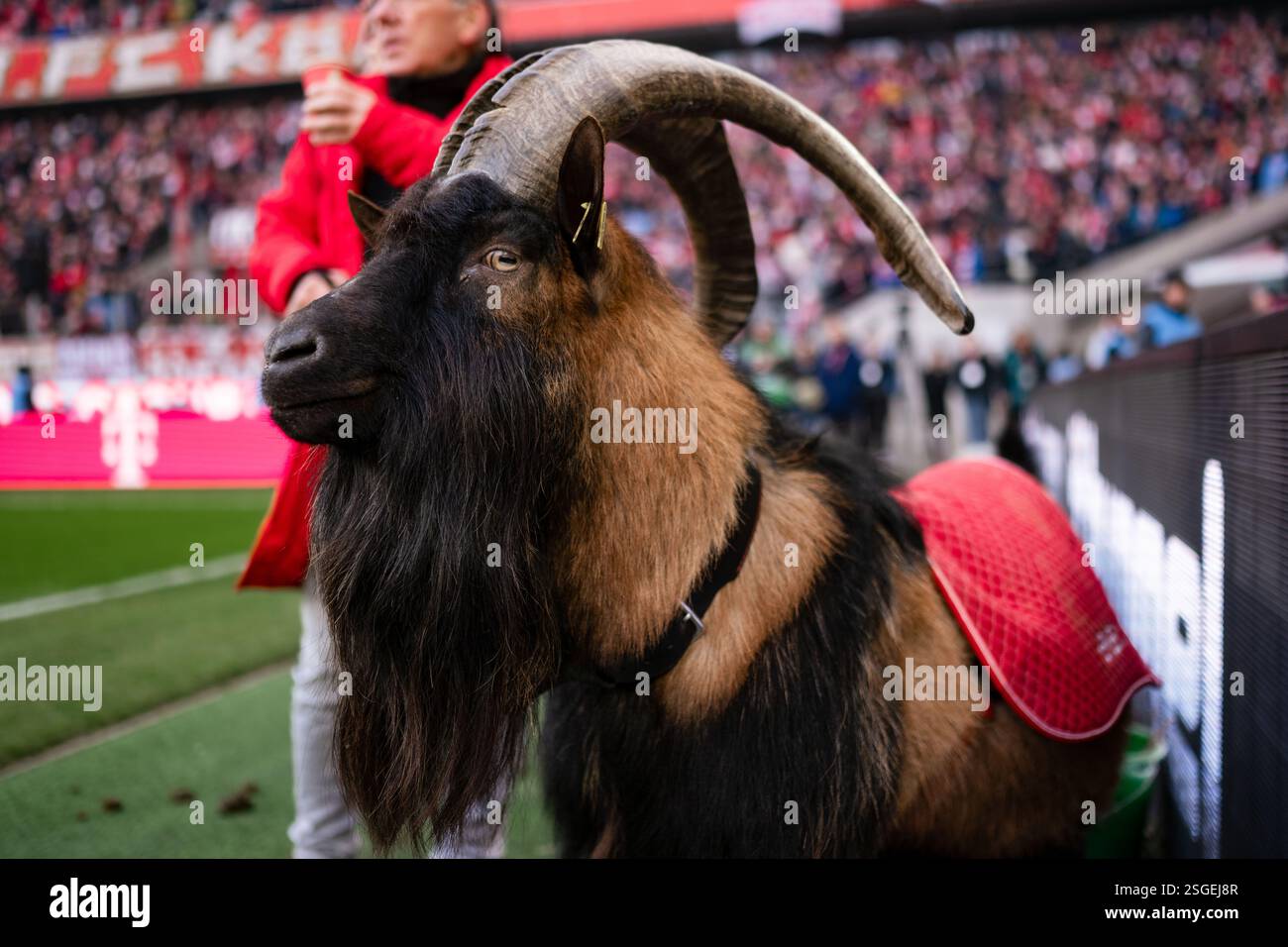 Cologne, Germany. 09th Feb, 2025. Soccer: Bundesliga 2, 1. FC Köln - FC ...