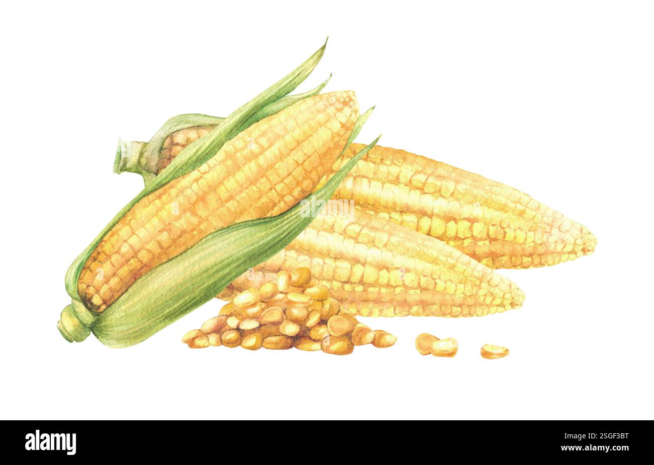 Corn, golden maize composition Vegetables bunch of sweet corns cobs ...