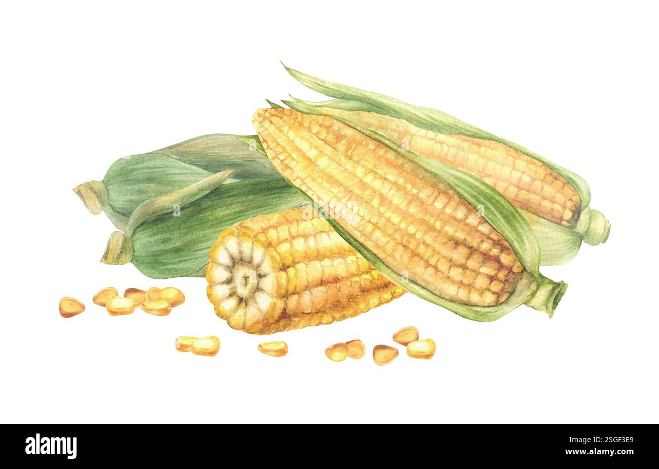 Sweet Corn composition. Yellow cut and whole maize cob, kernel of corn ...