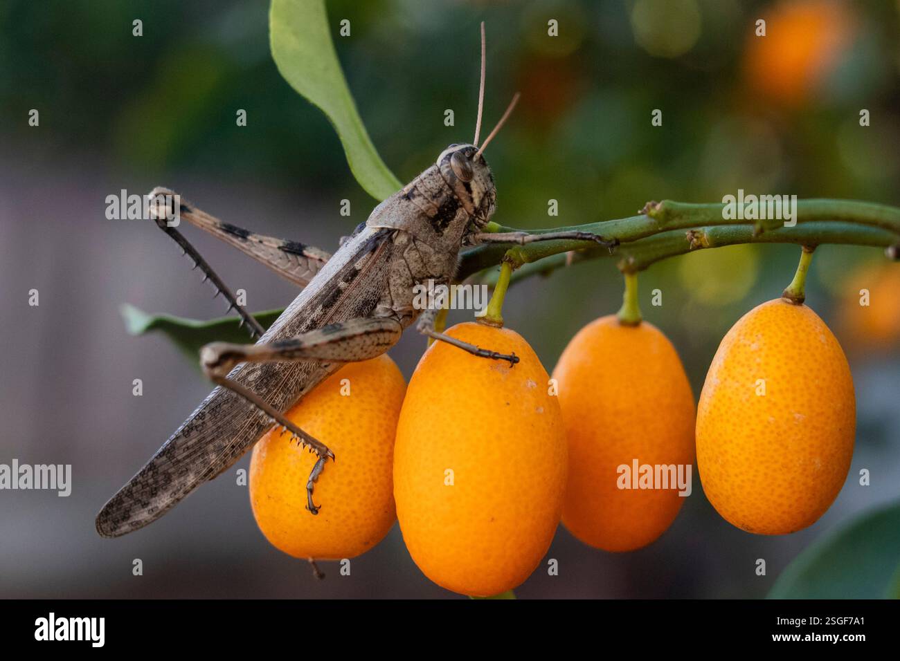 Los Angeles, California, USA. 9th Feb, 2025. A grasshopper clings to a ...