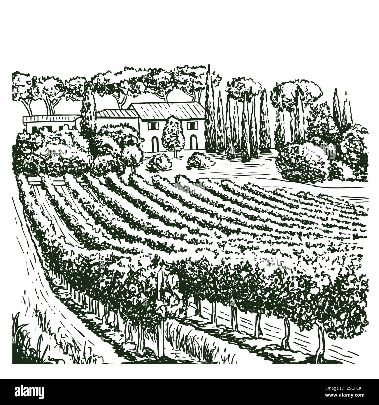 Vintage sketch illustration of vine farm Stock Vector Image & Art - Alamy