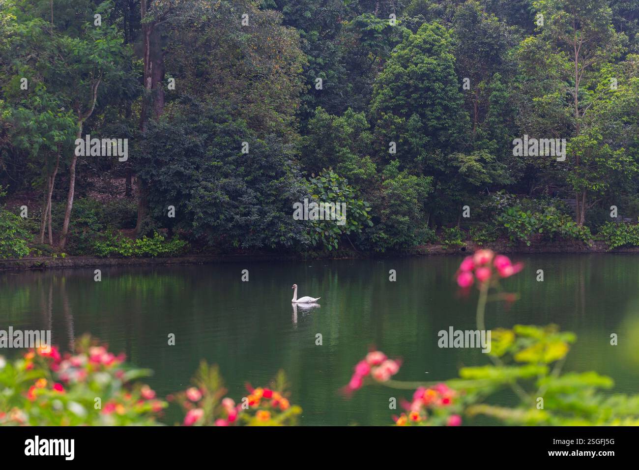 White swan at Swan Lake at Singapore Botanic Gardens. UNESCO World ...
