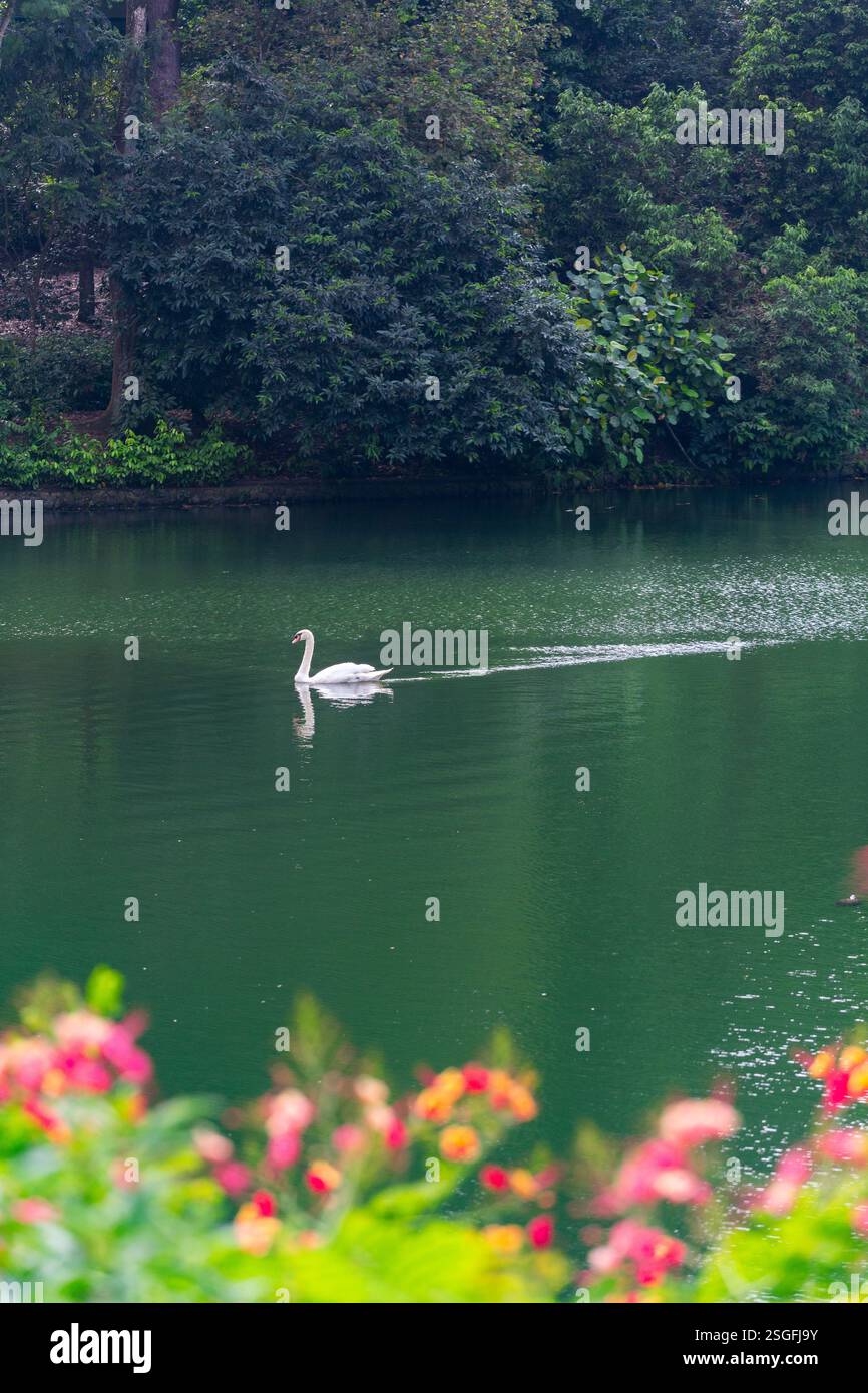 Vertical scene of white swan at Swan Lake at Singapore Botanic Gardens ...