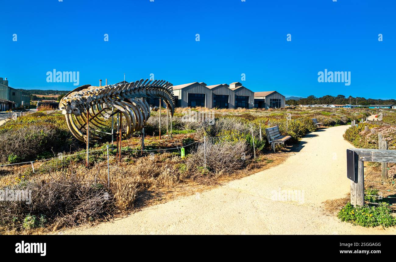 Gray whale skeleton on display at the University of California, Santa ...