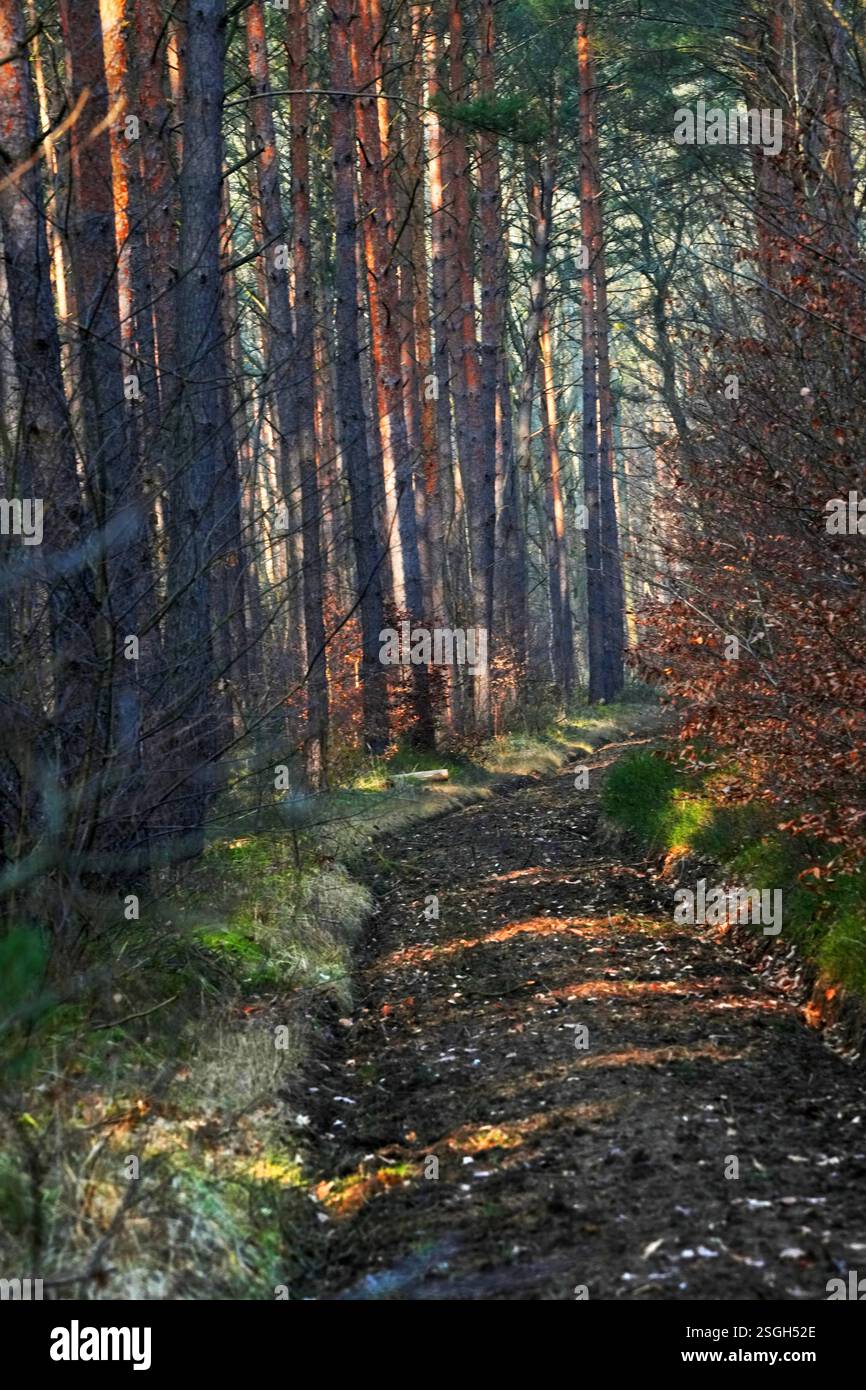 Brandenburg GER, Brandenburg, 20250209, Wald in der Uckermark Stock ...