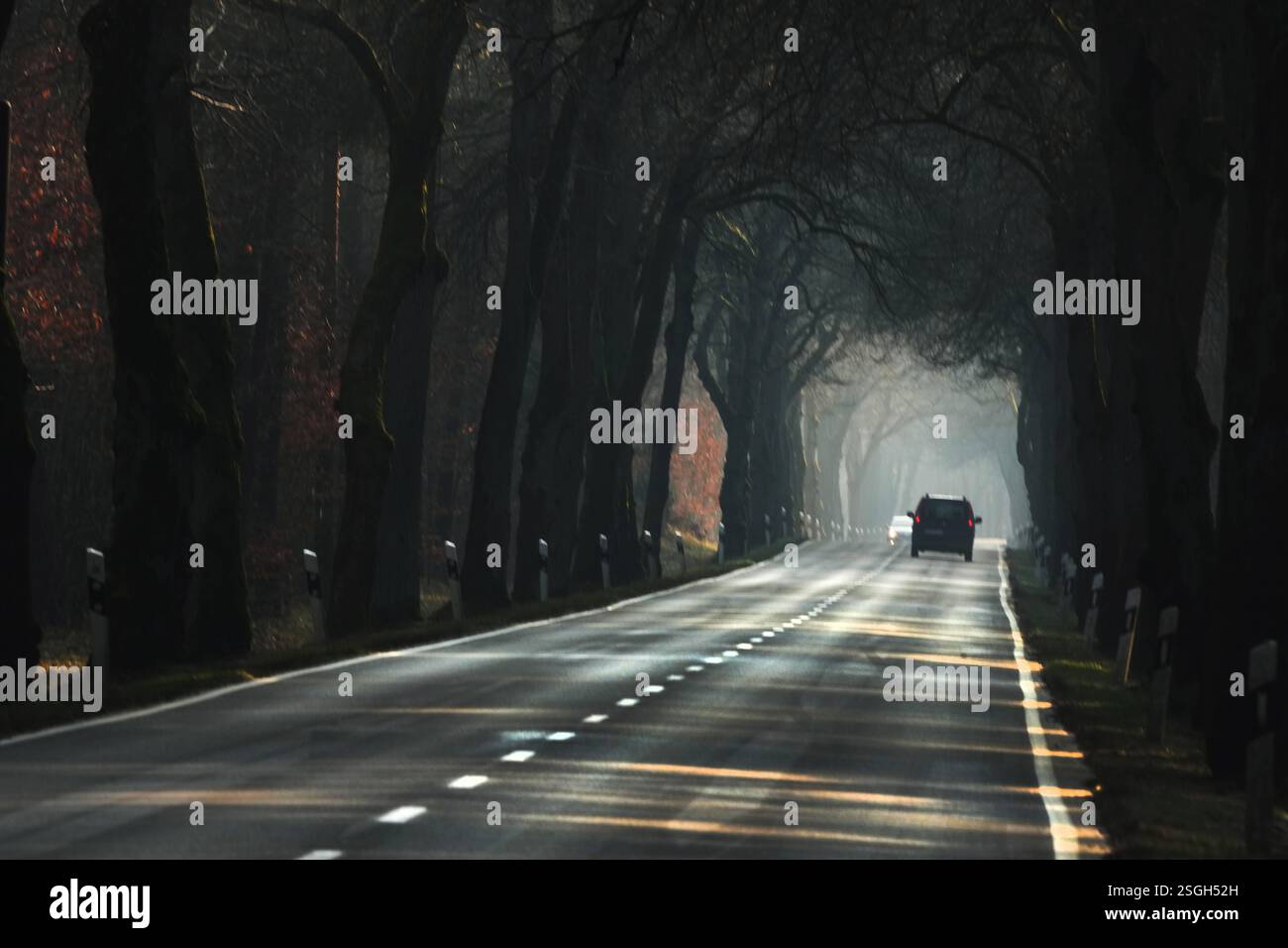 Brandenburg GER, Brandenburg, 20250209, Wald in der Uckermark im ...