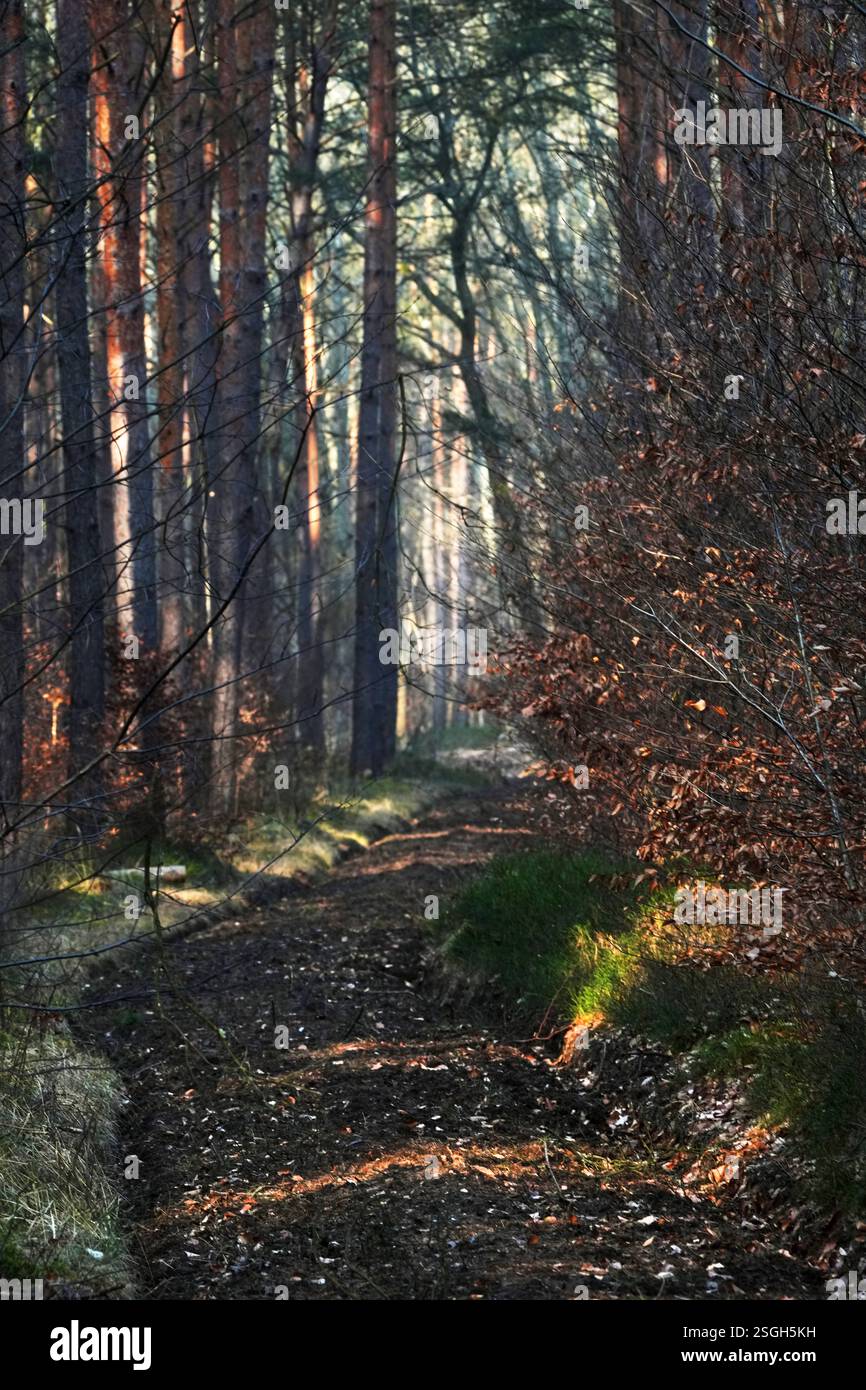 Brandenburg GER, Brandenburg, 20250209, Wald in der Uckermark Stock Photo - Alamy