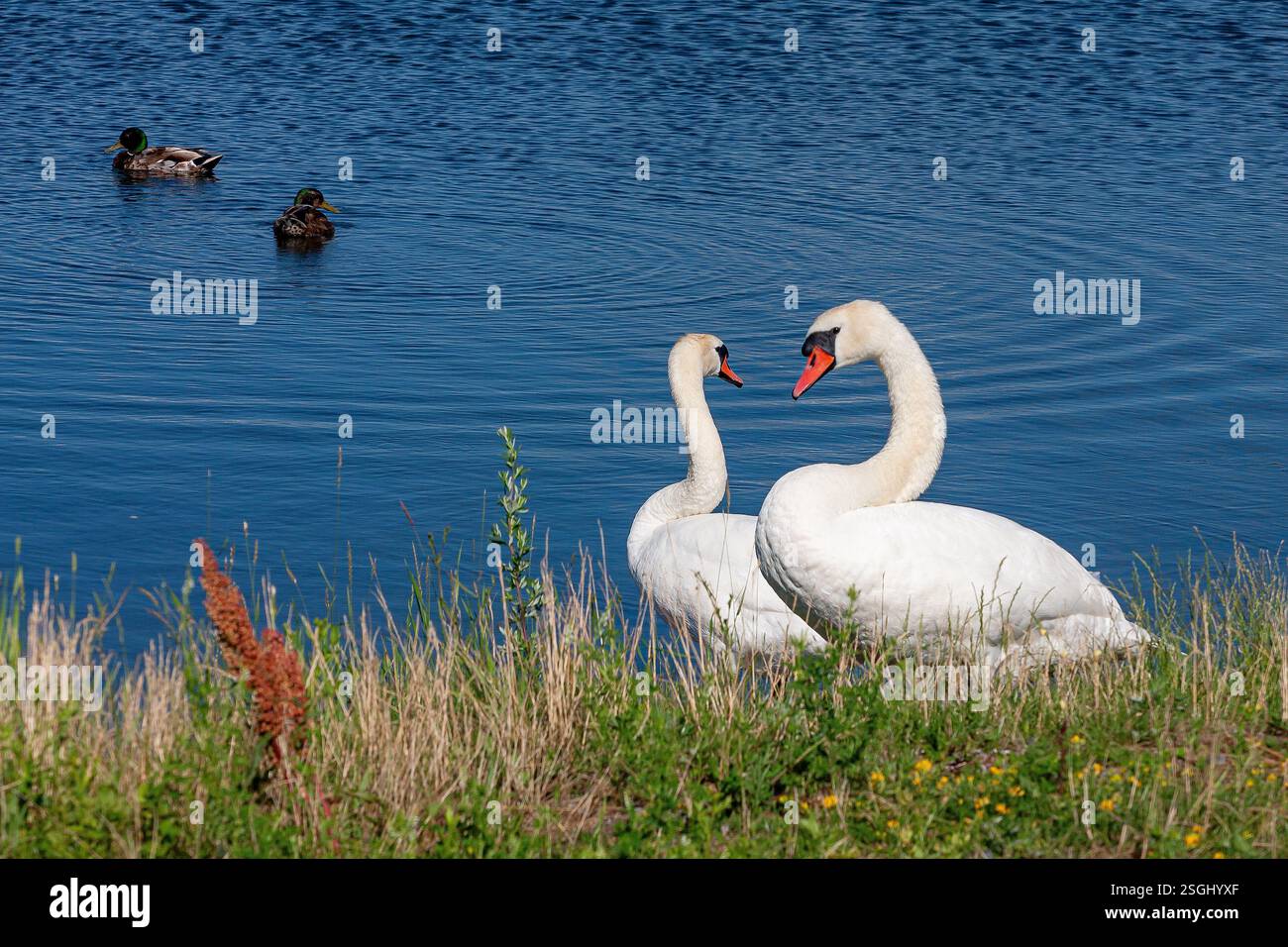 Wild swans white feathers stand hi-res stock photography and images - Alamy