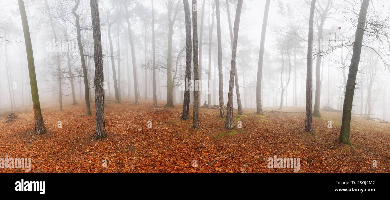 Misty magical forest at winter time with frosty leaves. Nice landscape ...