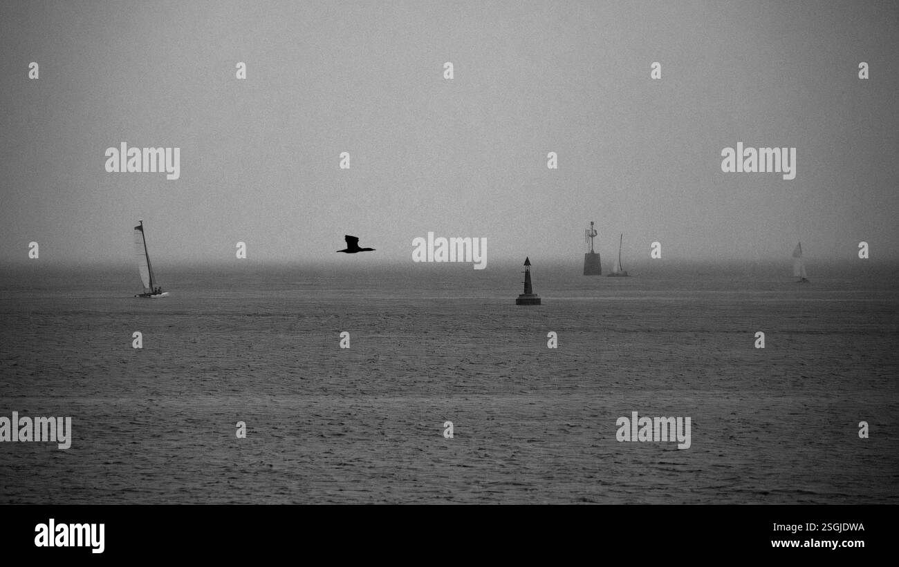 A sea bird flying across the sea in the rain and mist, with a ...