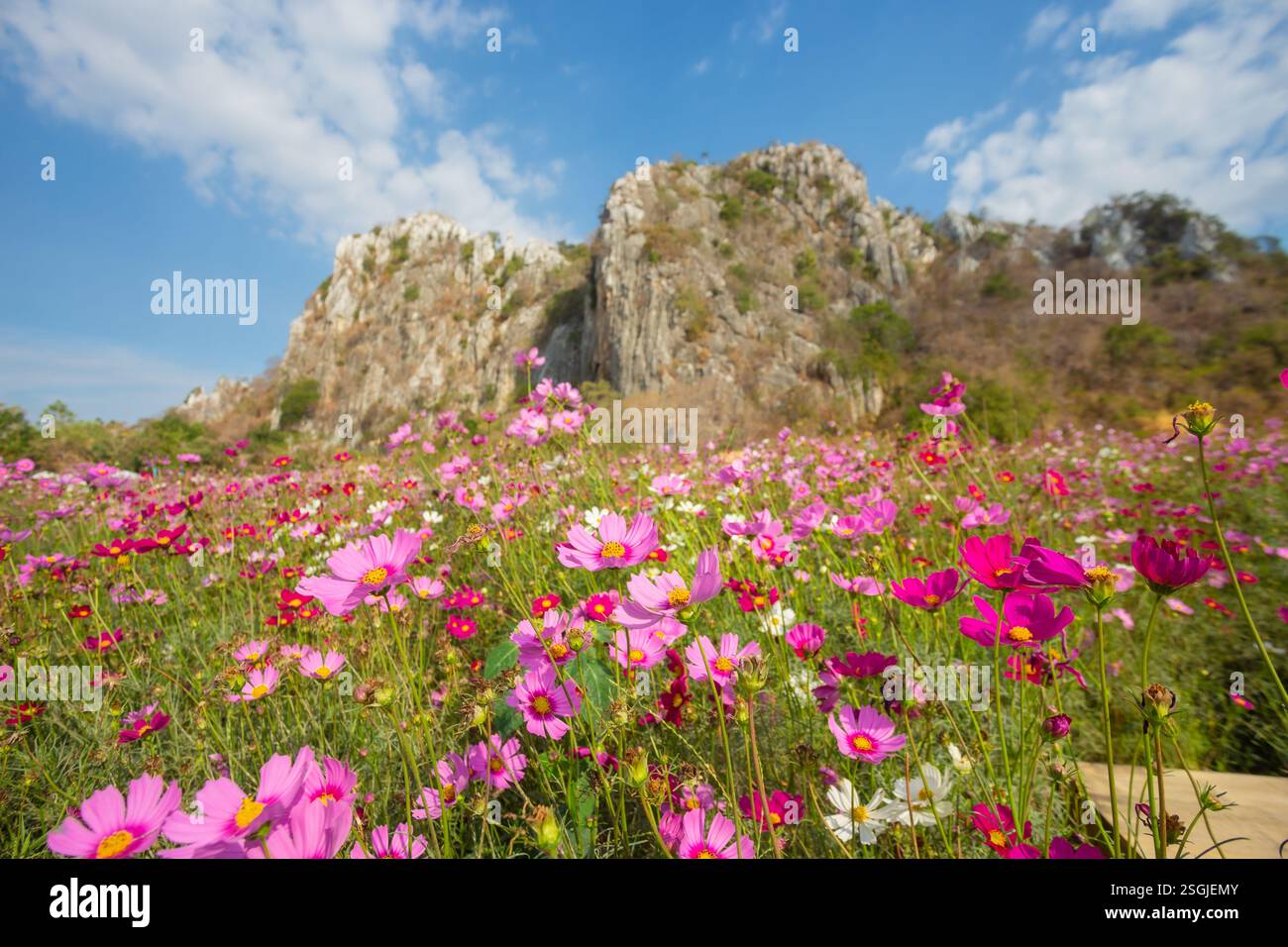 The beauty of the multi-colored cosmos fields planted in many areas for ...