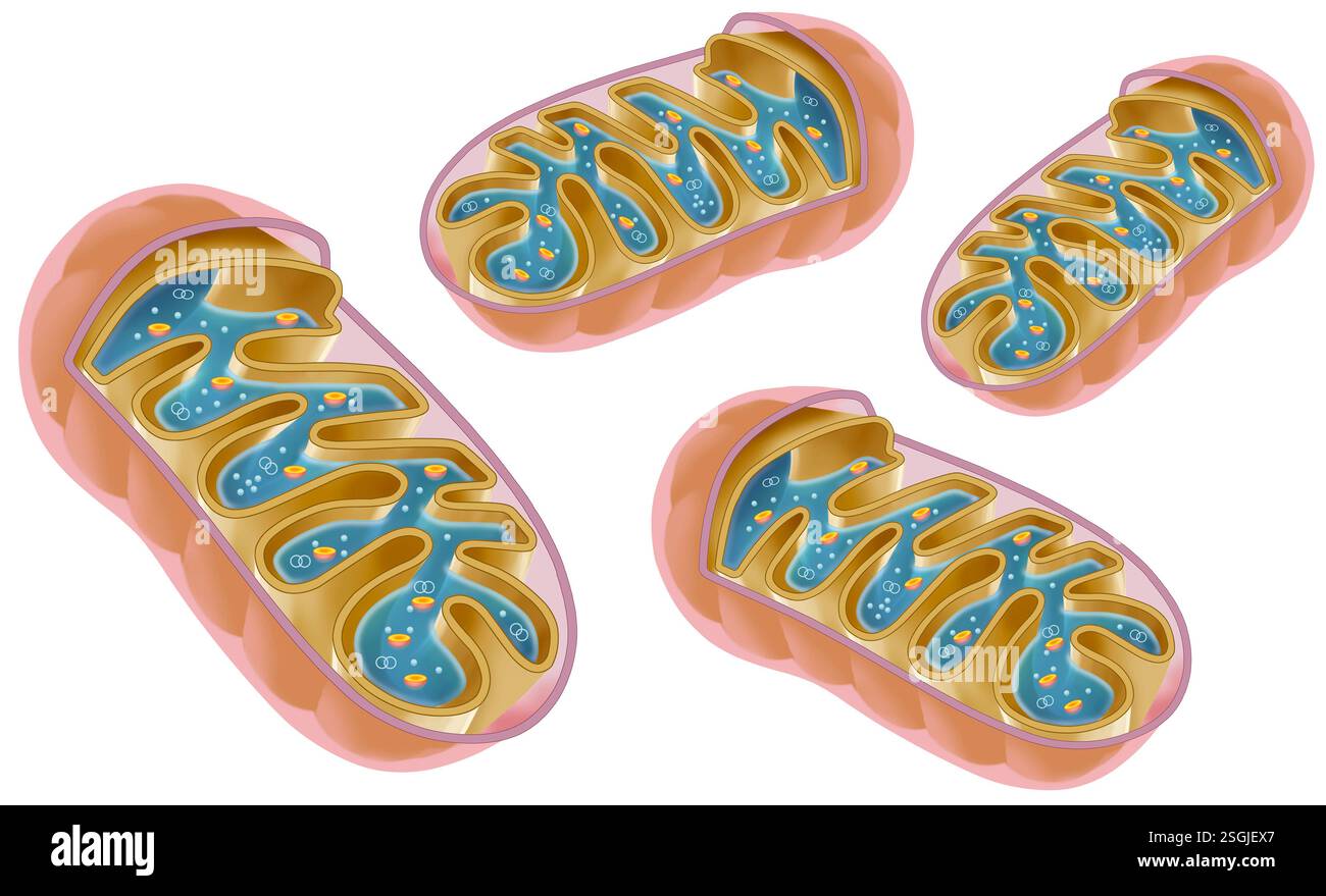 Cellular respiration hi-res stock photography and images - Alamy