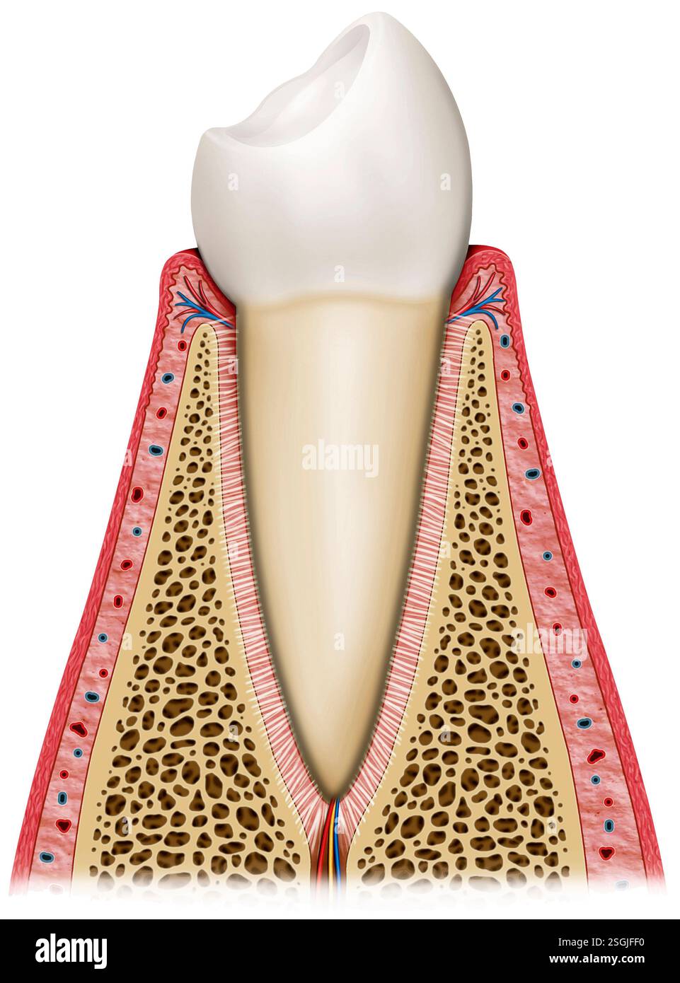 Ilustración anatómica del diente, en el se muestra los diferentes ...