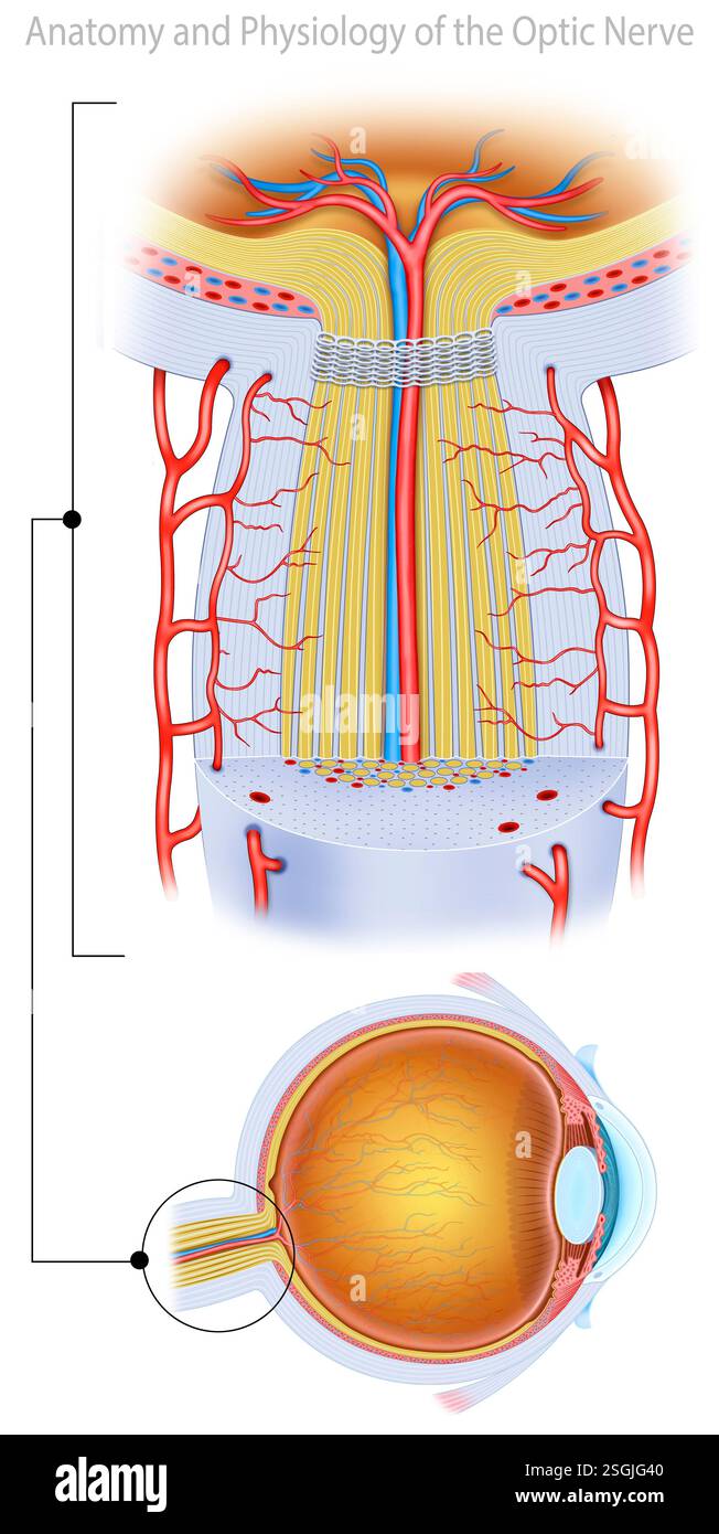 Representation with two images on the optic nerve, this transmits ...