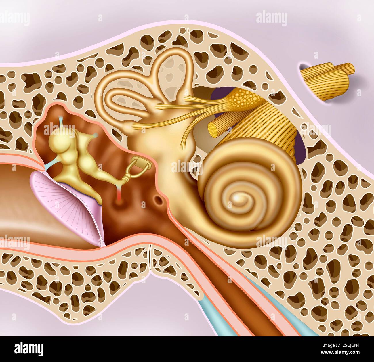 Anatomical illustration of the middle ear. The air-filled cavity ...